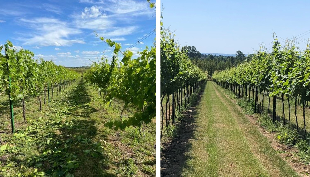 Vineyard Vignette: August - Poulton Hill Estate